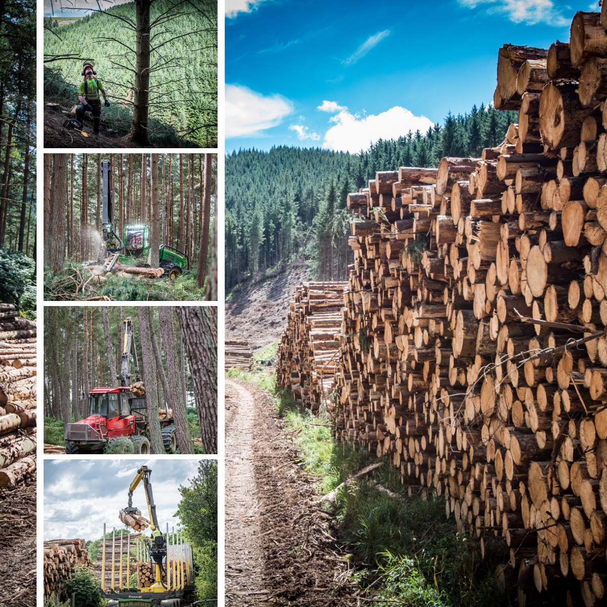 From Forest to Furniture | Design Insider