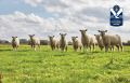 Best of British: The art of luxury bed manufacturing and spring ...
