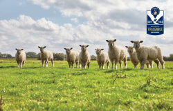 Best of British: The art of luxury bed manufacturing and spring ...
